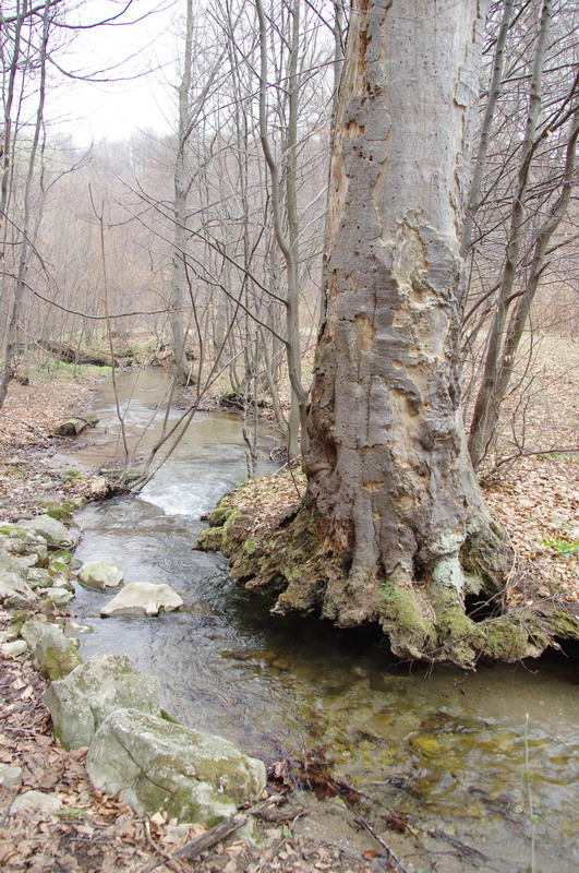 Prvi pogled na Lisac